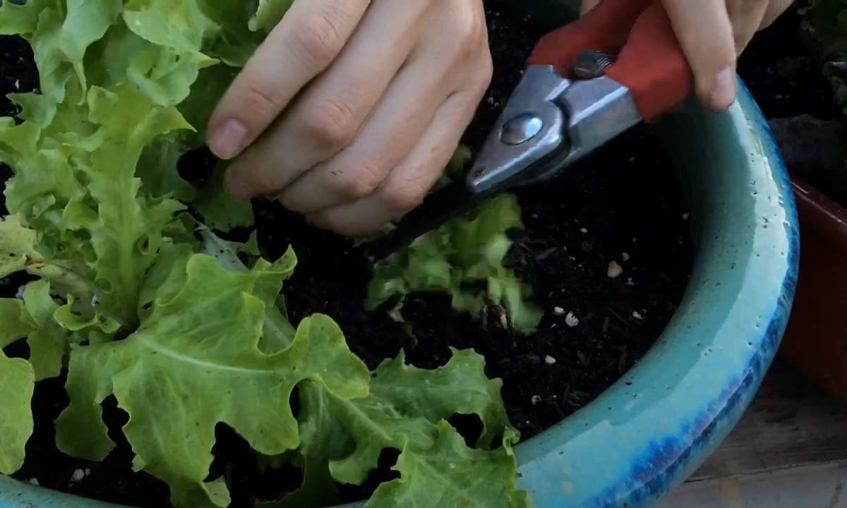 How to Harvest Lettuce - Sunset Magazine