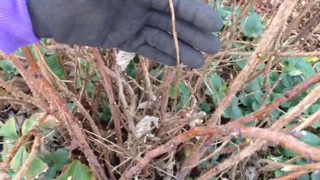 How to Prune a Raspberry Plant – Sunset Magazine
