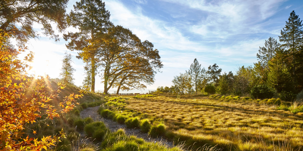 Fall Landscape: How to Optimize for Seasonal Color