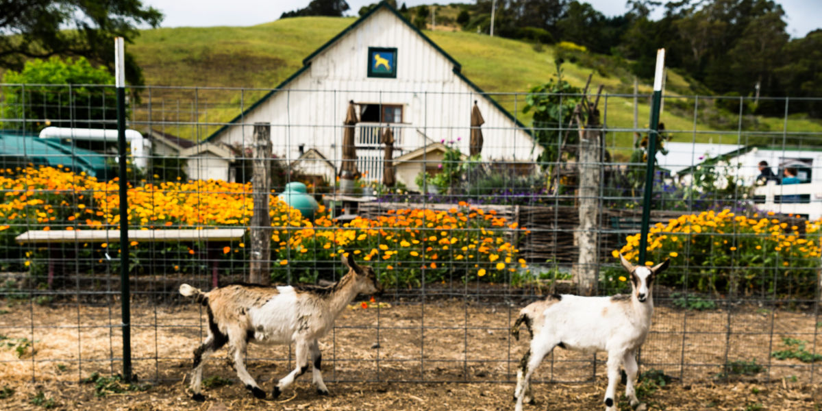 Farms to Visit for Family Fun – Sunset Magazine